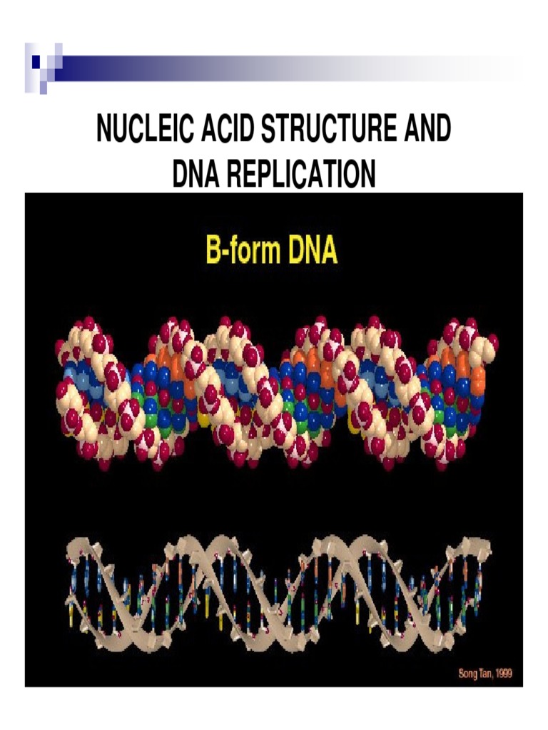 Nucleic Acid Structure and Dna Replication | PDF | Dna Replication ...