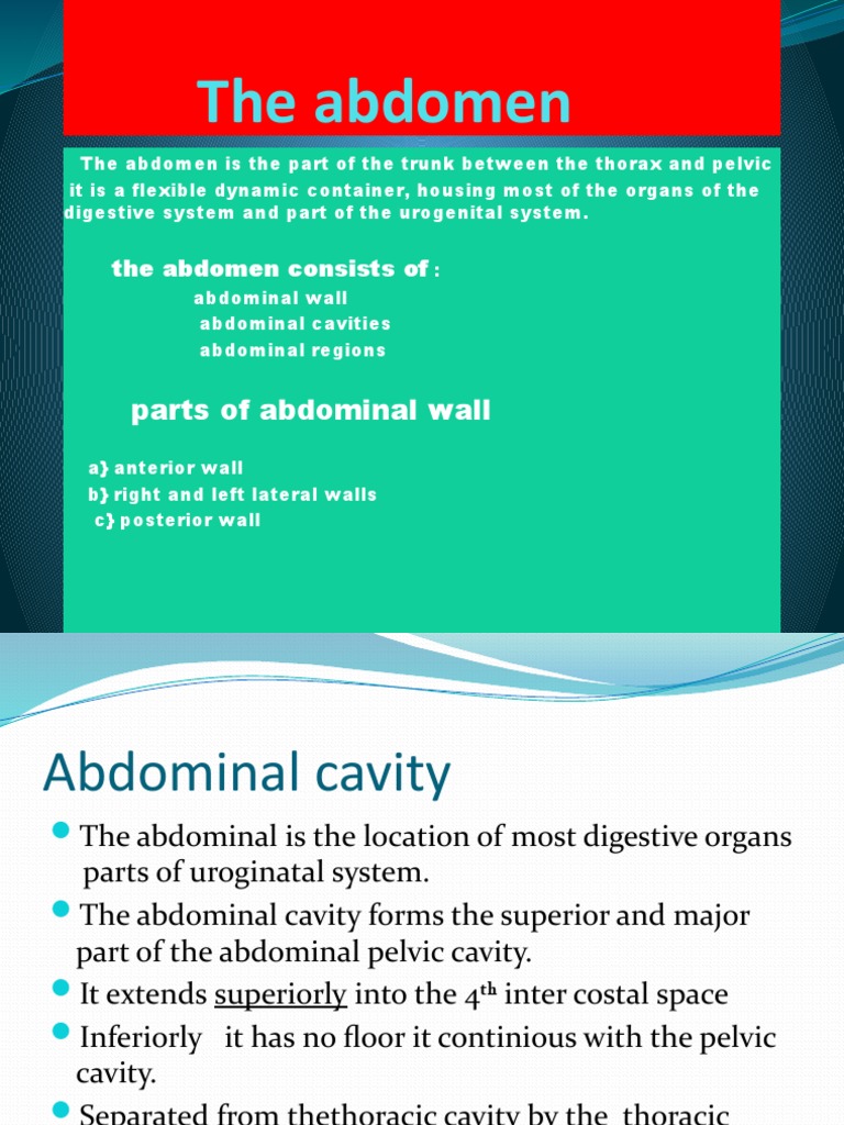 The Abdomen: Parts of Abdominal Wall | Download Free PDF | Abdomen ...