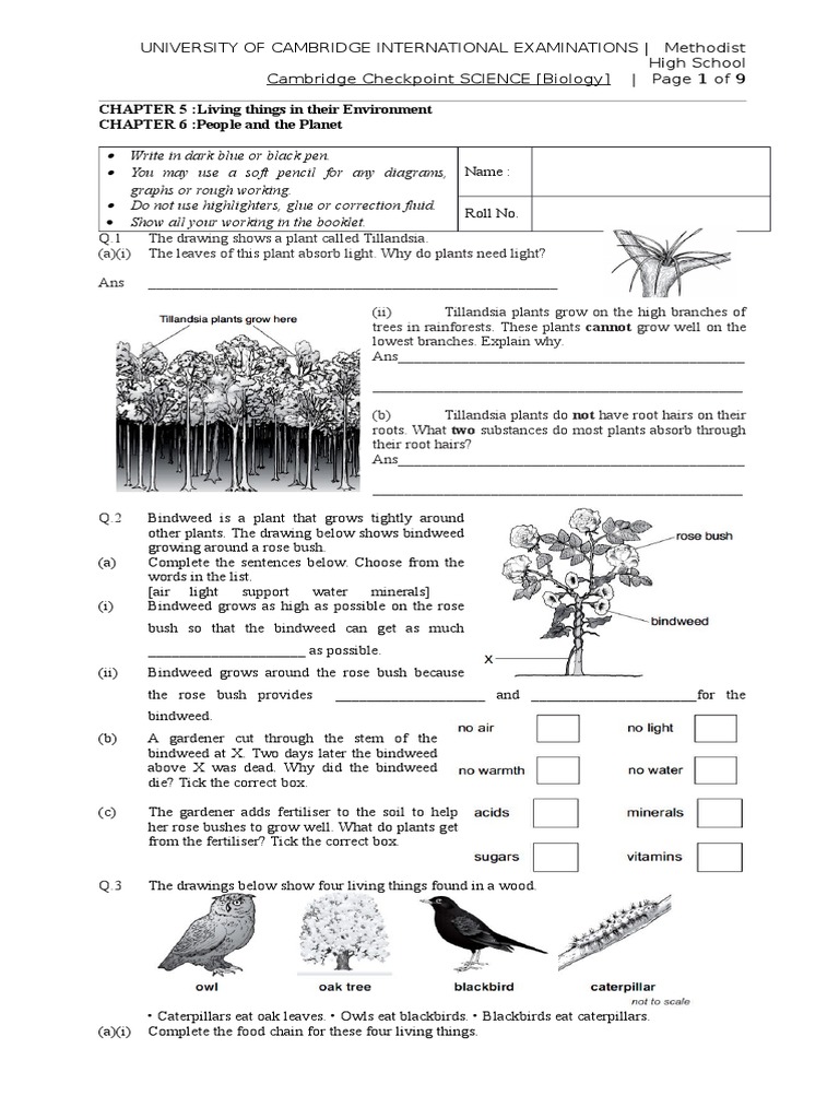 Living Things and Their Environment | PDF | Predation | Owl