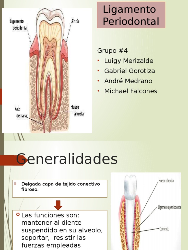 Ligamento Periodontal | PDF | Diente humano | Tejido conectivo