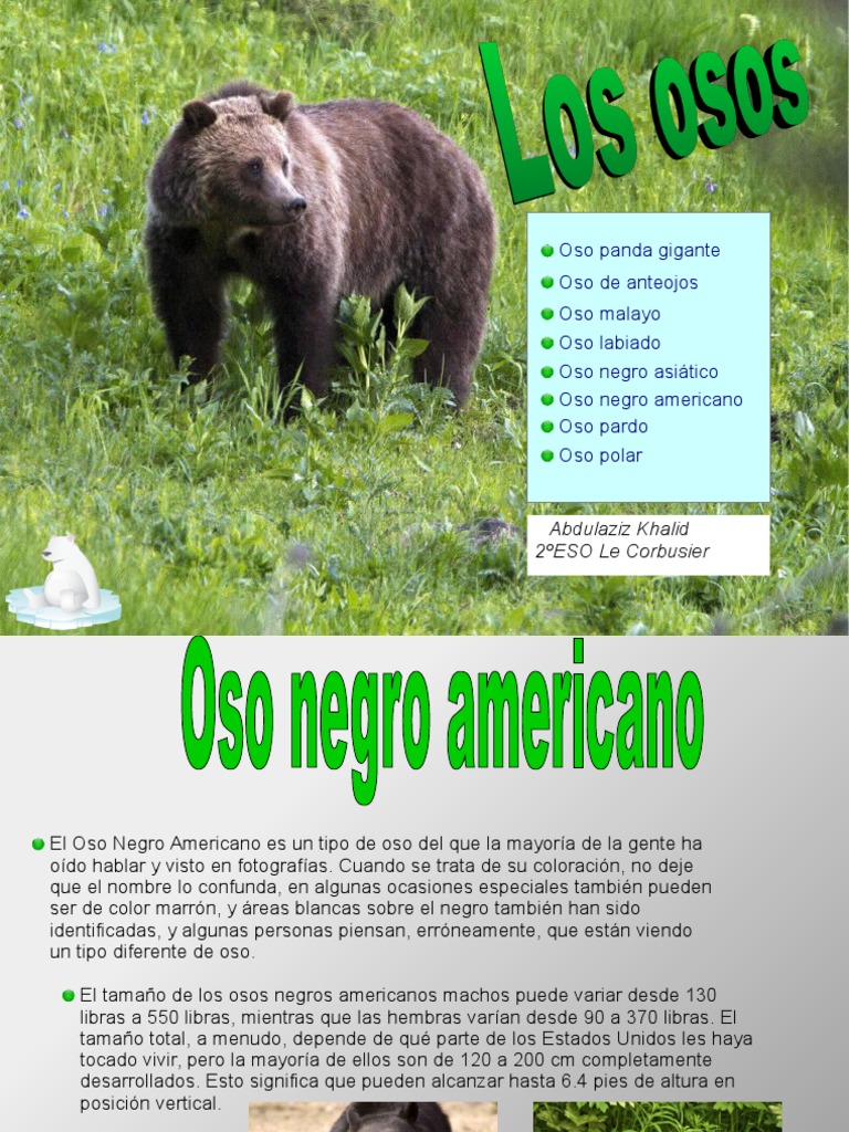 Características y tamaños de los osos | PDF | Osos | Oso polar