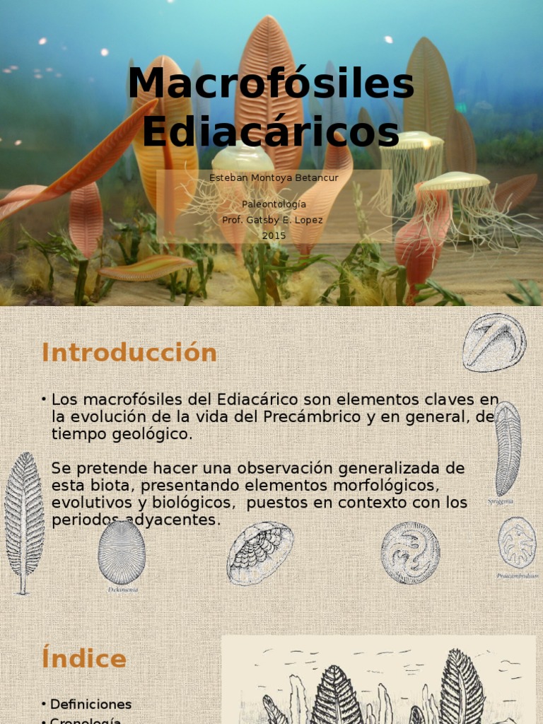 Macrofósiles Ediacáricos | PDF | Organismos | Naturaleza