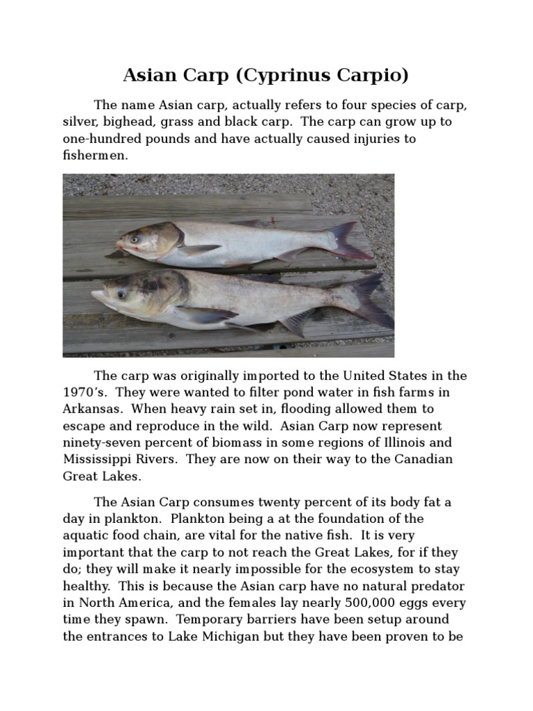 Threat of Asian Carp to Ecosystems | PDF