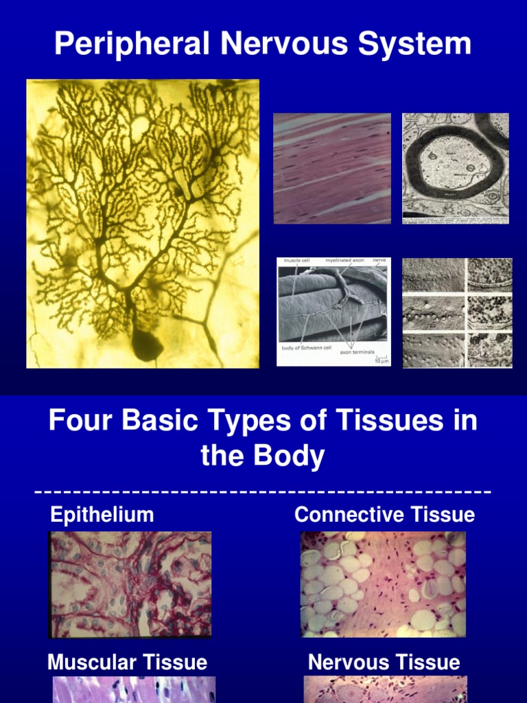 Peripheral Nervous System | PDF | Nervous System | Chemical Synapse