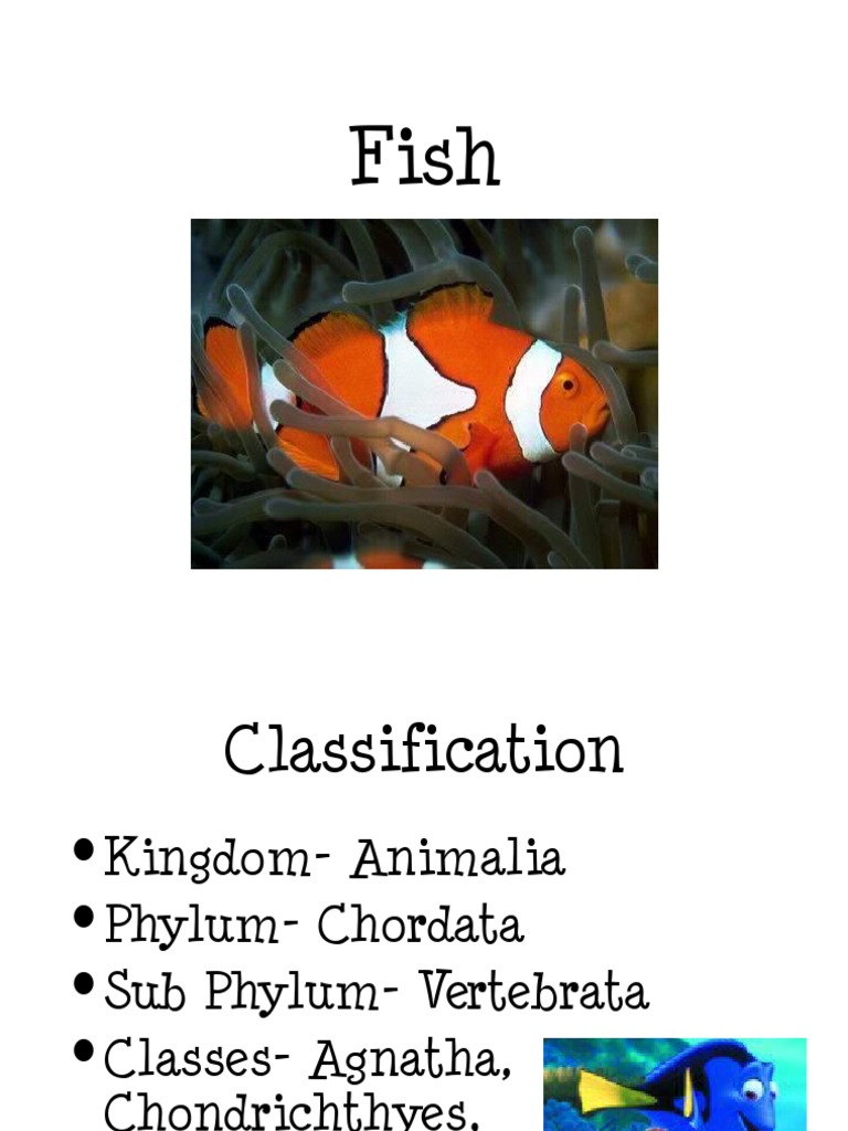 Fish | PDF | Fish | Gill