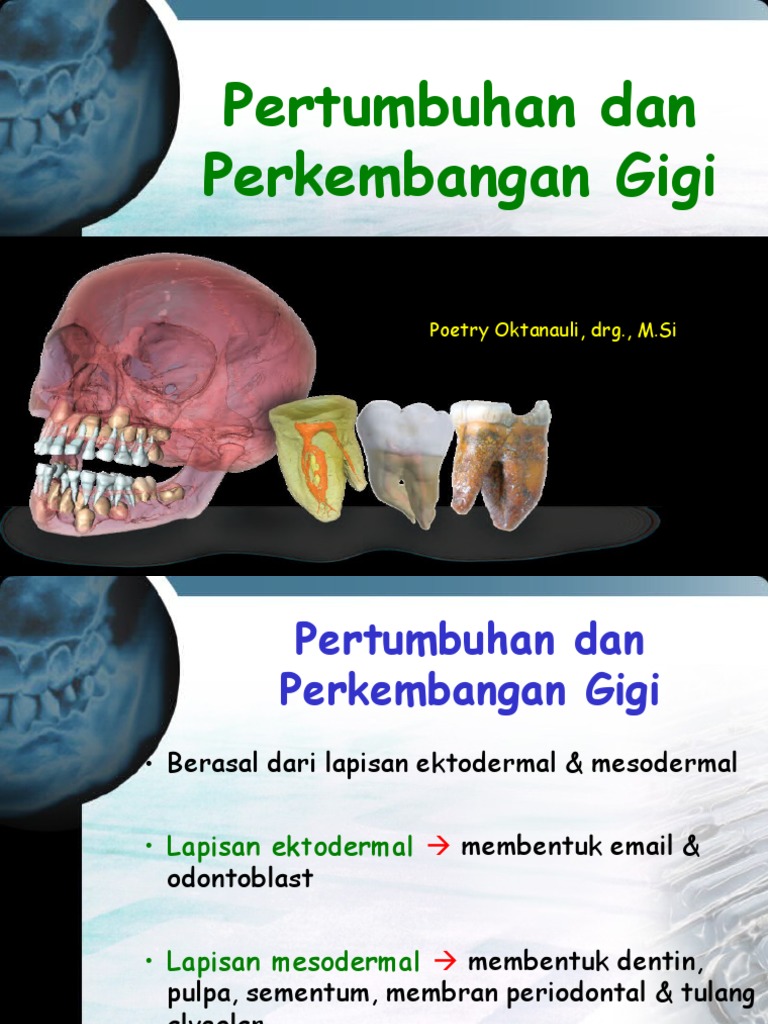 Tahapan Pertumbuhan Gigi | PDF