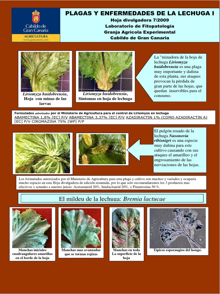 Las Plagas y Enfermedades de La Lechuga PDF | Lechuga | Botany
