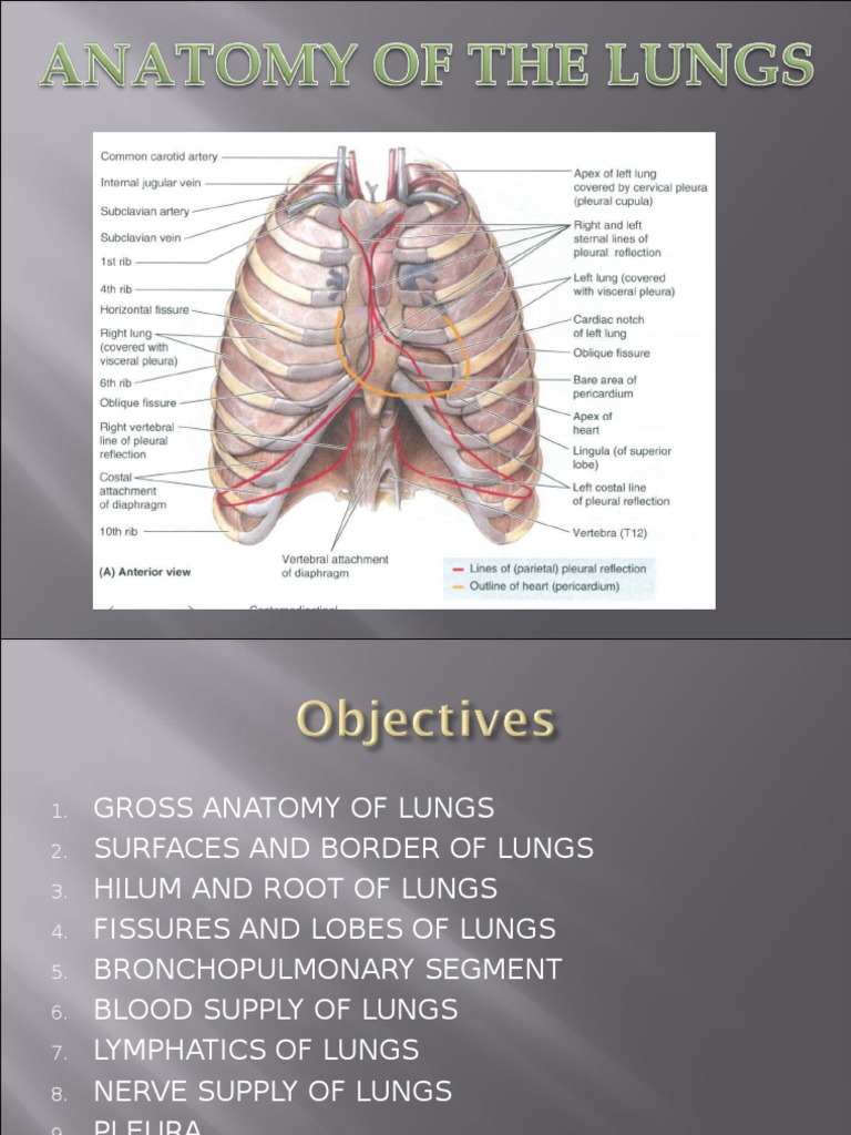 Lines Of Pleural Reflection