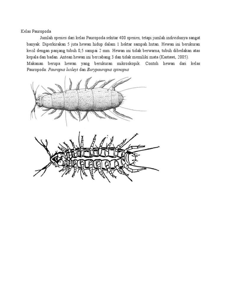 Kelas Pauropoda | PDF