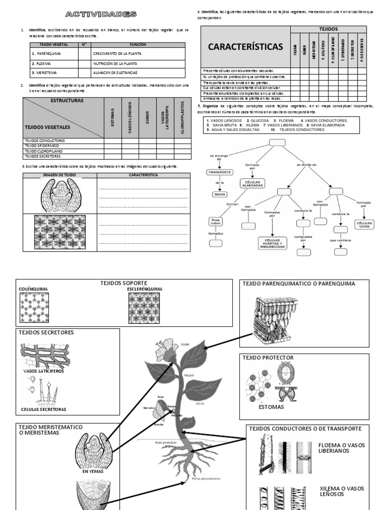 Actividades de Tejidos Vegetales Actividades de Tejidos Vegetales