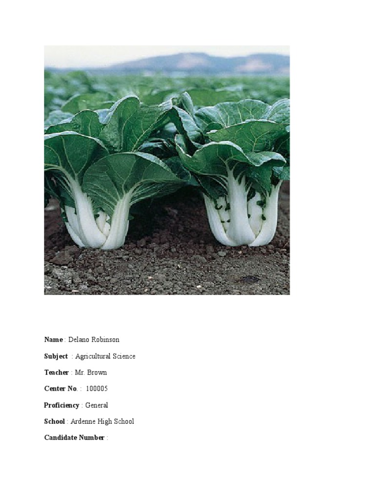 Broiler Production SBA Project Report | PDF | Chicken | Poultry