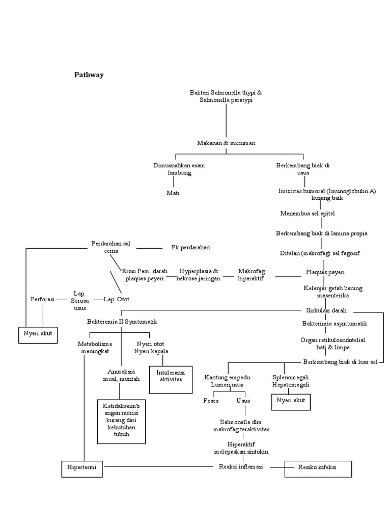 Pathway. Febris Tifoiddoc | PDF
