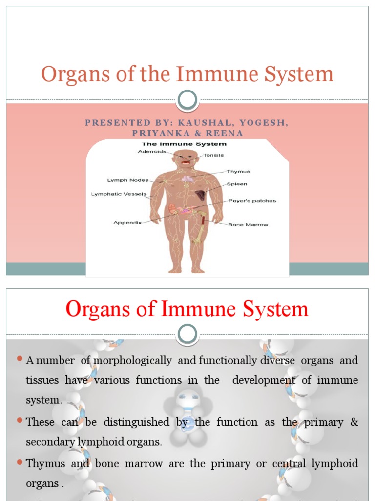 Organs of Immune System | PDF | Lymphatic System | Lymph Node
