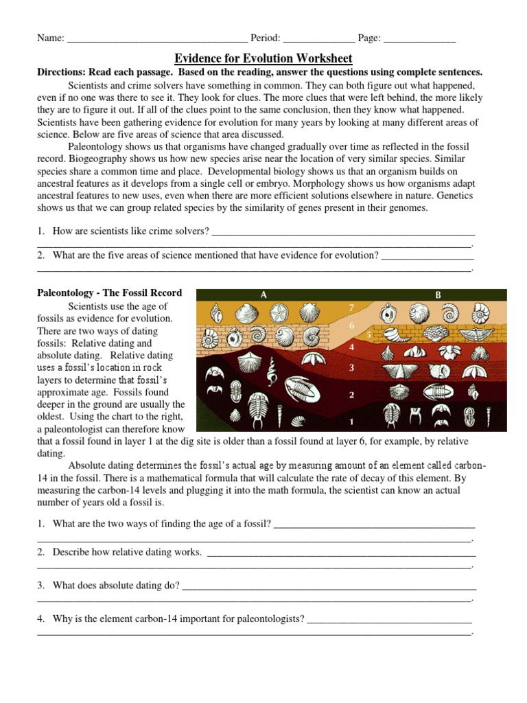 Evidence For Evolution Worksheet | PDF | Evolution | Fossil