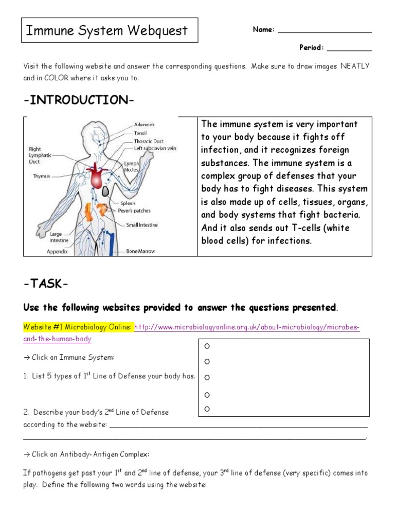 Immune System Webquest | PDF | Immune System | White Blood Cell