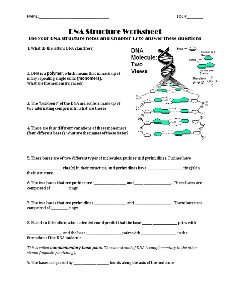 Purines And Pyrimidines In Dna Model