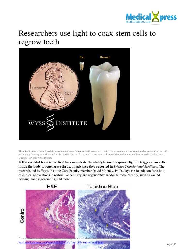 2014 05 Coax Stem Cells Regrow Teeth | PDF | Regeneration (Biology ...