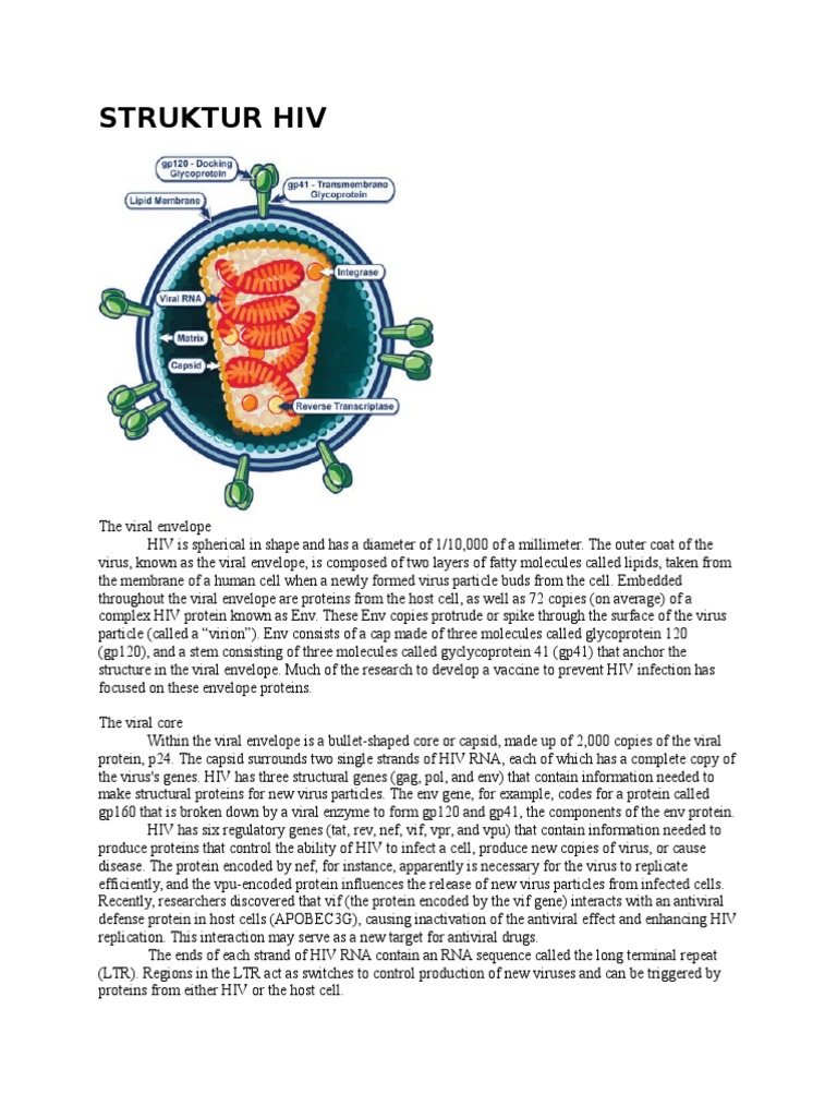 Struktur HIV | PDF | Hiv | Virus