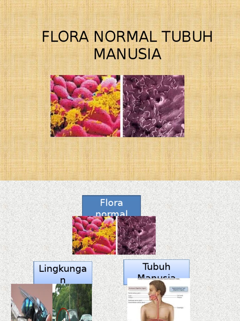 Flora Normal Tubuh Manusia | PDF