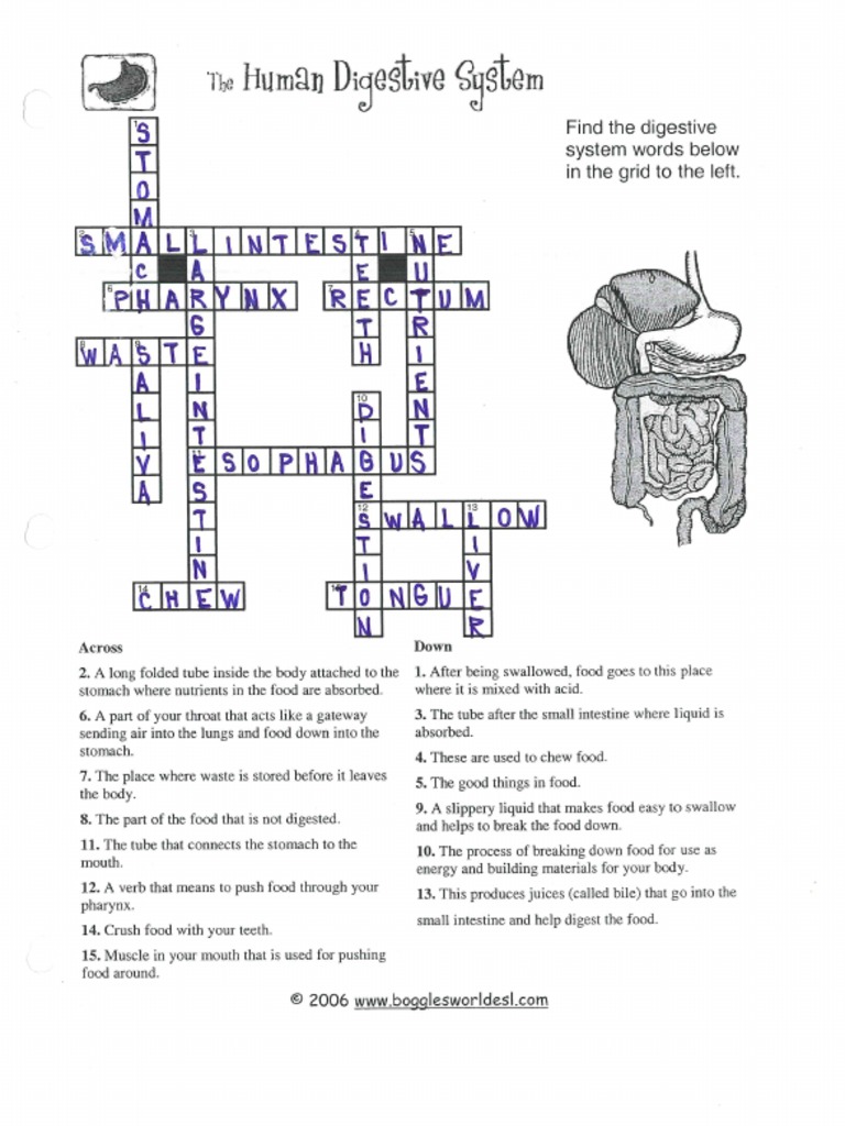 Digestive System Word Search