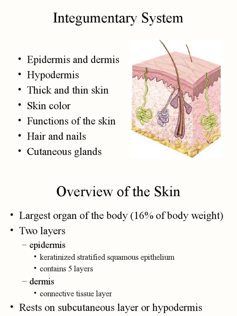 integument | Wound Healing | Skin