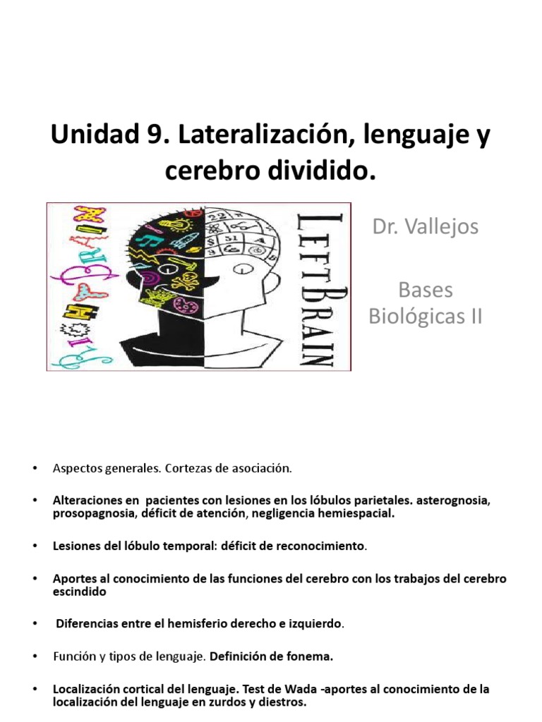 Unidad 9. Lenguaje. Lateralización | Hemisferio cerebral | Afasia