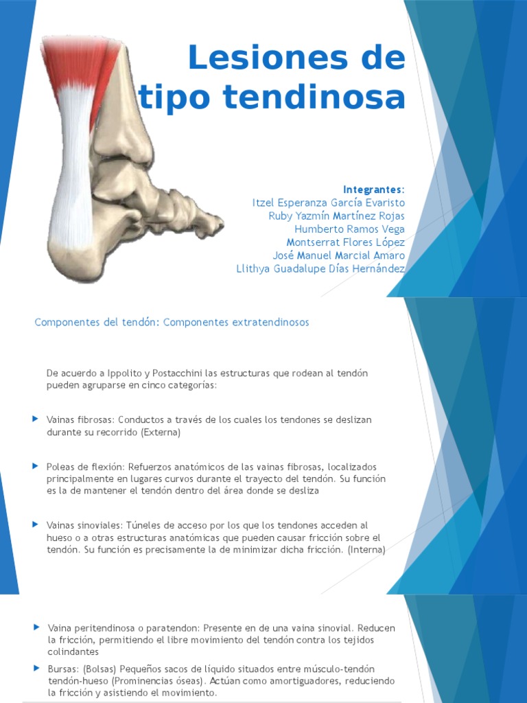 Componentes y Función de los Tendones | PDF | Contracción muscular ...