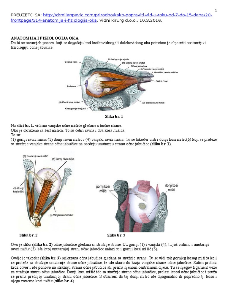 Anatomija I Fiziologija Oka | PDF