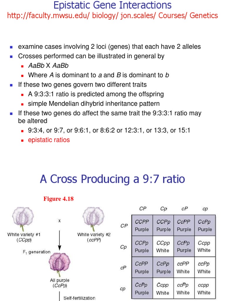 1. epistasis5 | Epistasis | Dominance (Genetics)