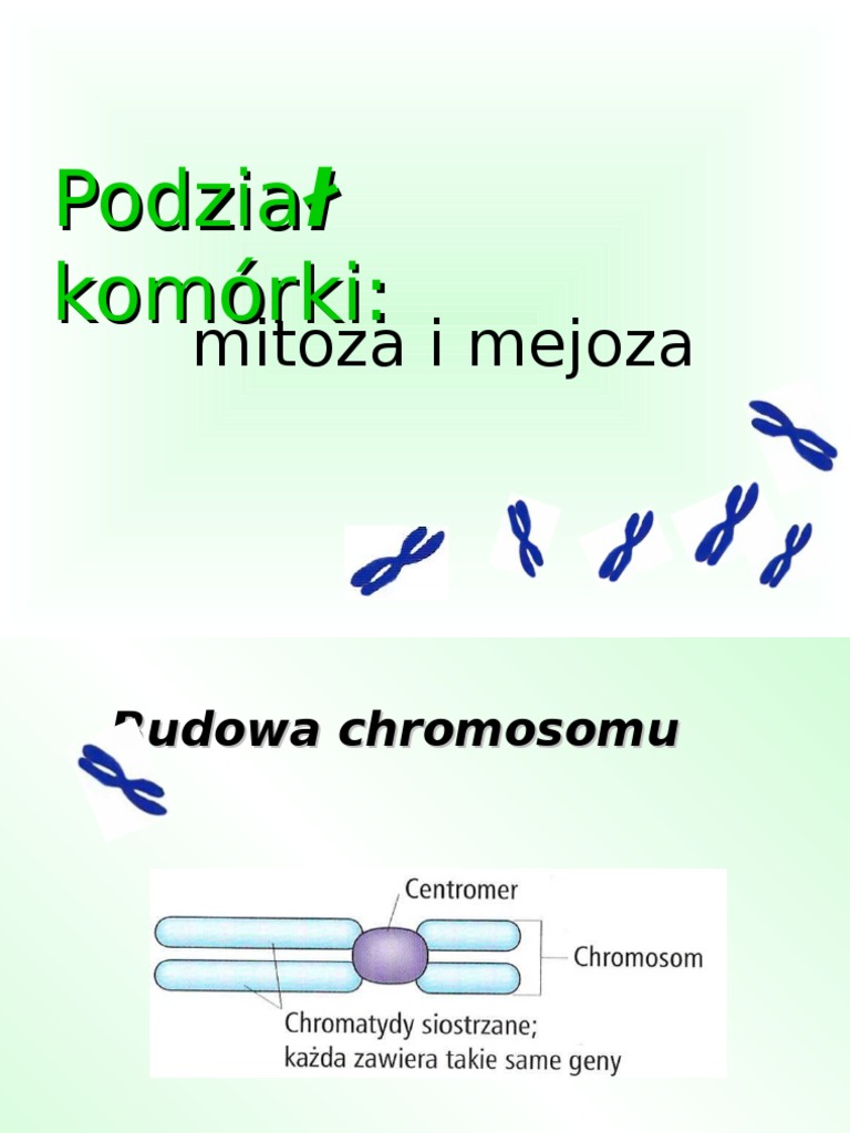 Mitoza I Mejoza | PDF