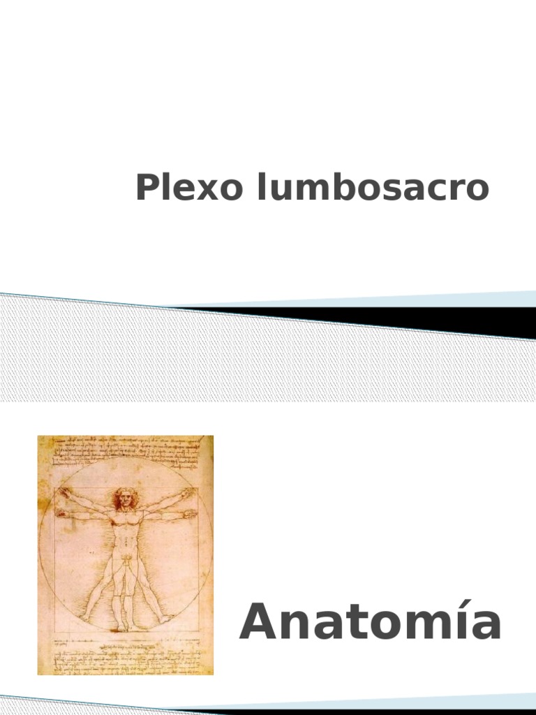 Plexo LumboSacro | PDF | Anatomía del miembro inferior | Extremidades (anatomía)
