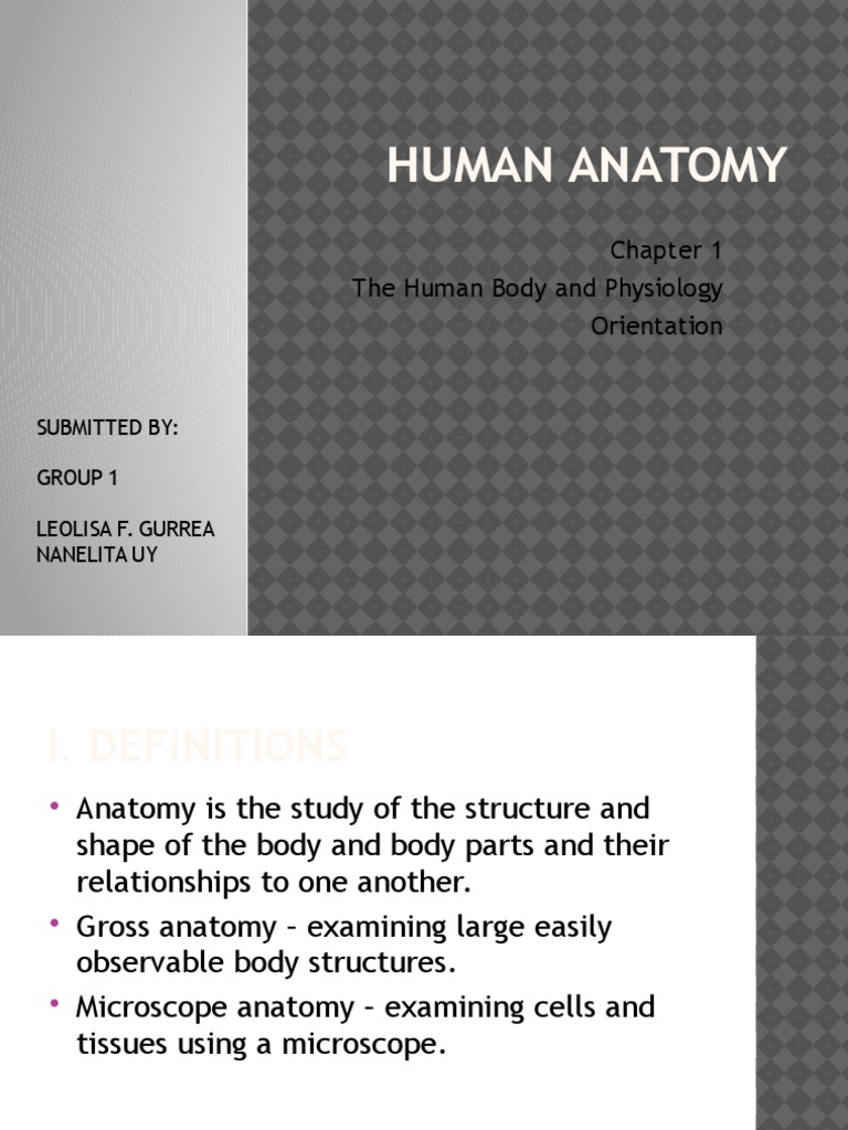 Human Anatomy Presentation | PDF | Anatomical Terms Of Location | Anatomy