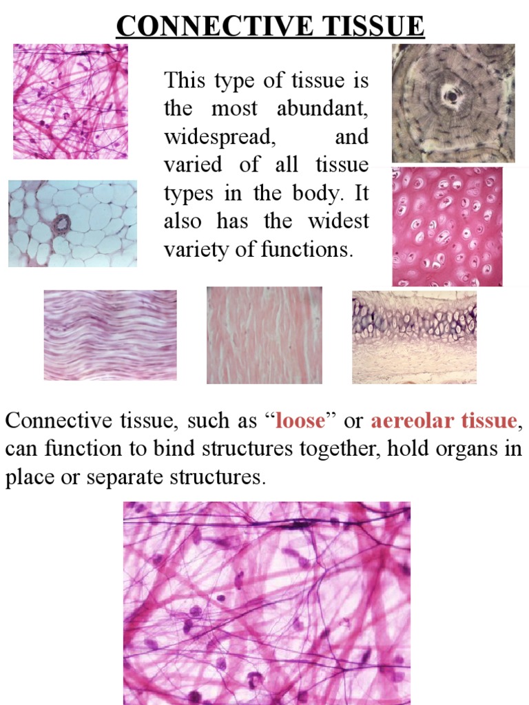 Connective Tissue - Microscope Images and Text | PDF | Collagen ...