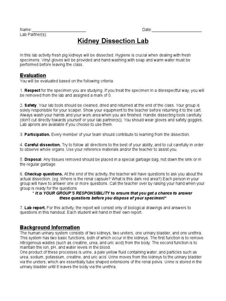 Pig Kidney Dissection Lab Guide | PDF | Kidney | Urine