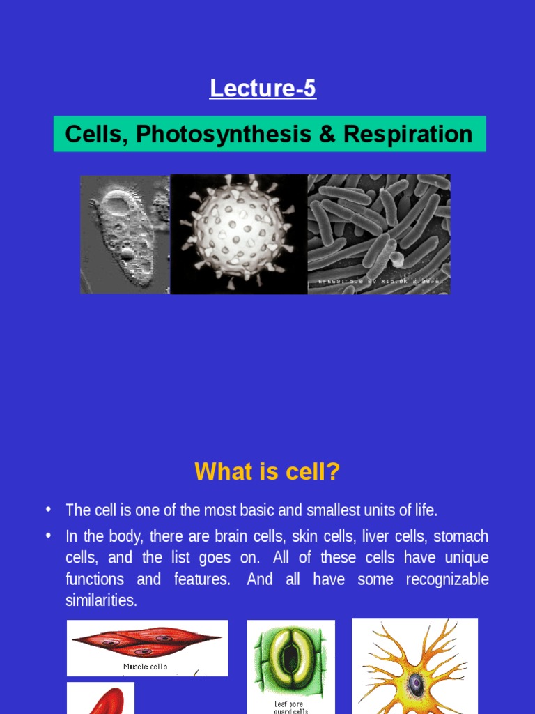 Photosynthesis and Respiration Overview | PDF | Cell (Biology ...