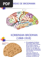 Patologias de Las Áreas Cerebrales de Brodmann | PDF | Lóbulo temporal ...
