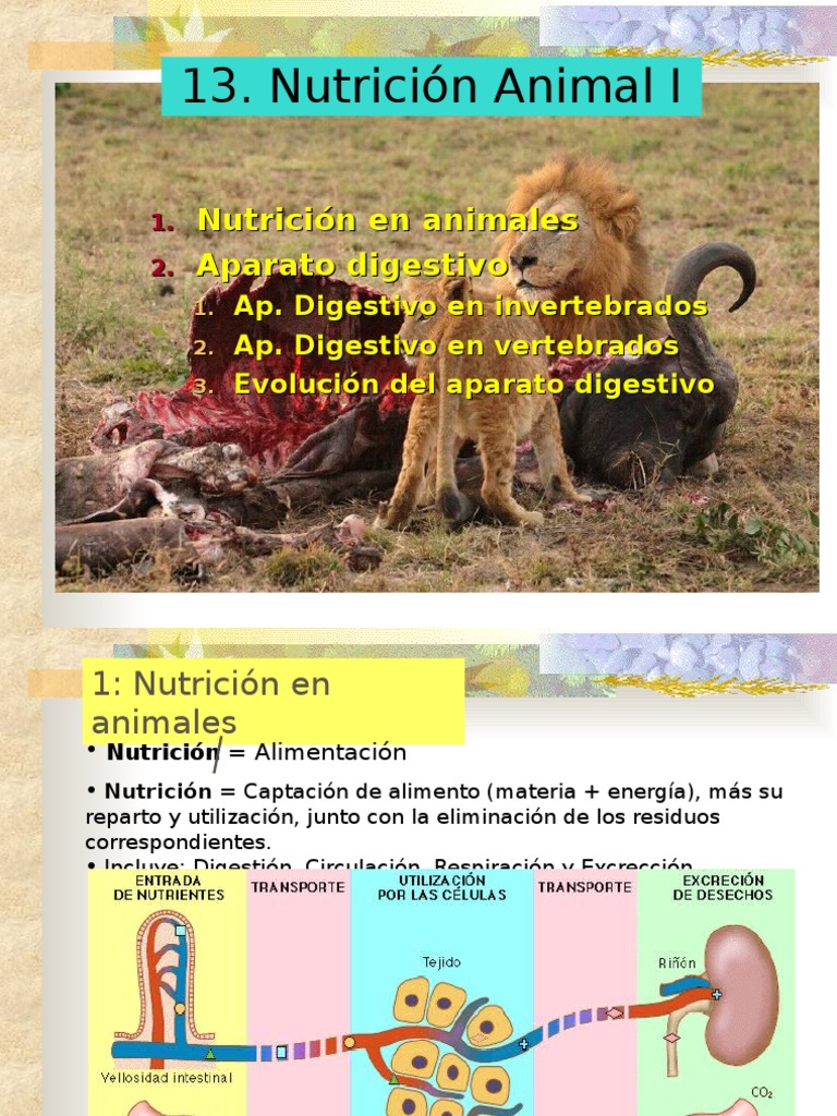 Nutricion Animal | PDF | Digestión | Sistema digestivo humano
