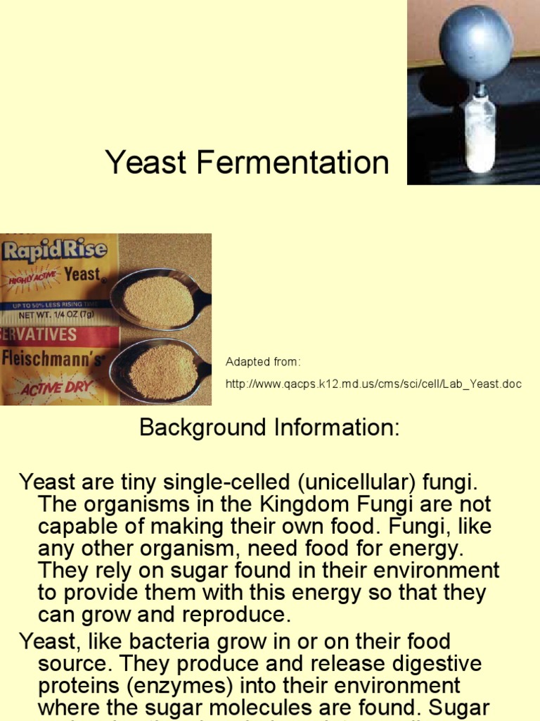 Yeast Fermentation Lab | PDF | Fermentation | Yeast