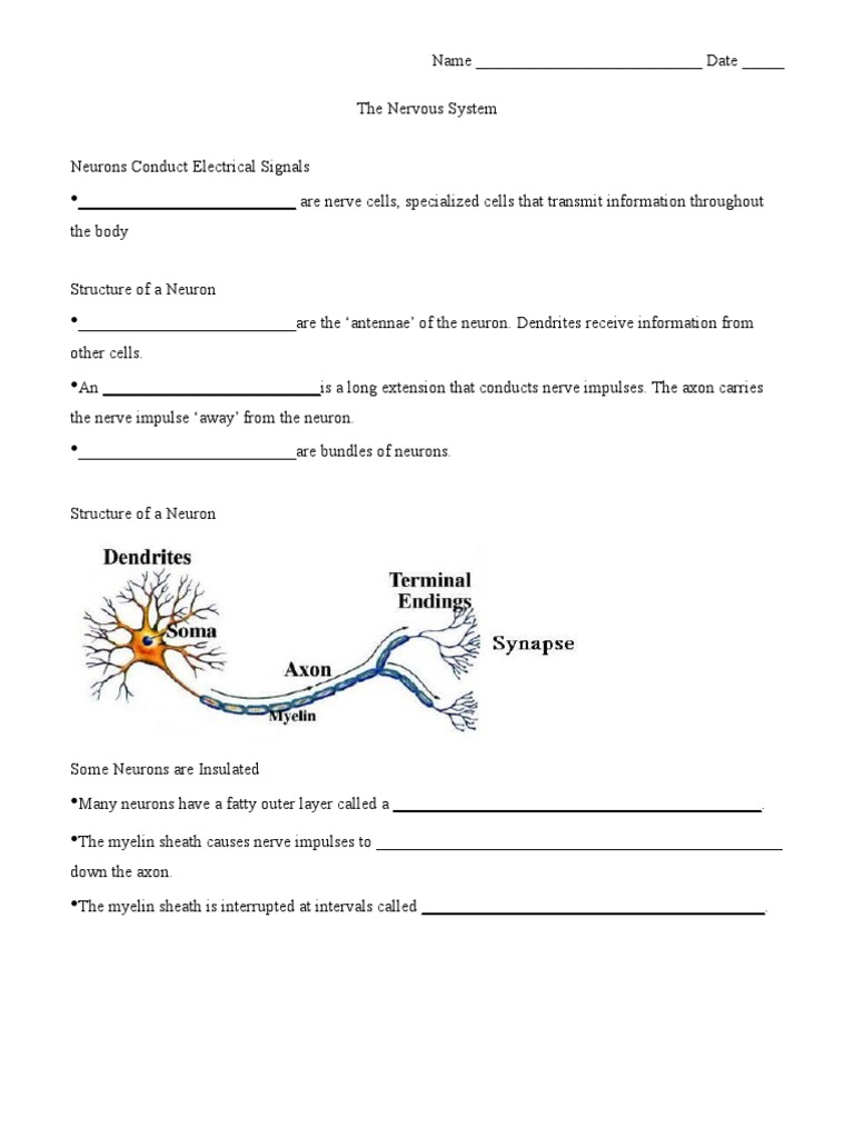 The Nervous System - Fill in Notes | PDF | Nervous System | Neuron