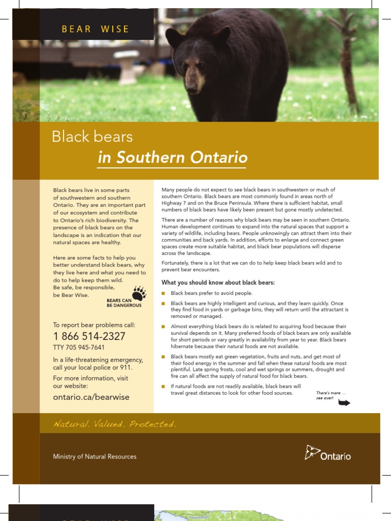 Bear Wise South Ontario | PDF | Bears | Ontario