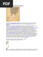 Brianbee Sample Questions 1 PDF | PDF | Brain | Neuron
