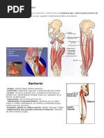 Anatomía del Nervio Ciático y su Inervación | PDF | Anatomía humana ...