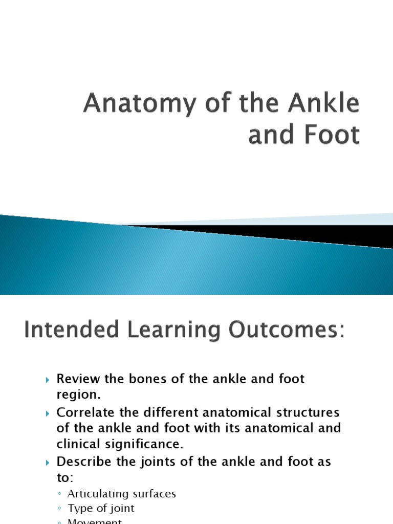 Foot And Ankle Anatomy Pdf Pdf Foot Ankle