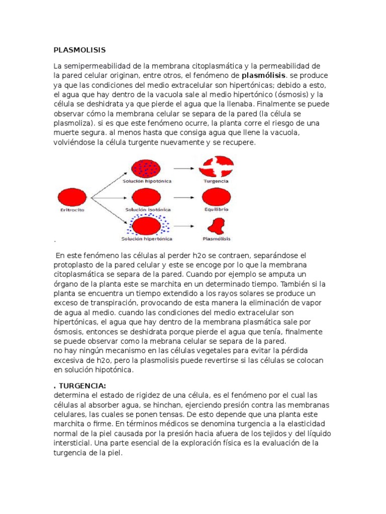 PLASMOLISIS | Biología Celular | Ciencias de la tierra y de la vida