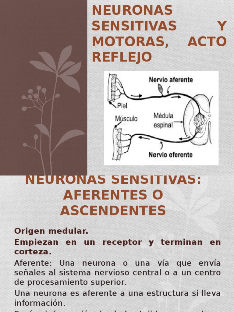 Neuronas Sensitivas y Motoras | PDF | Neurona | Materia gris