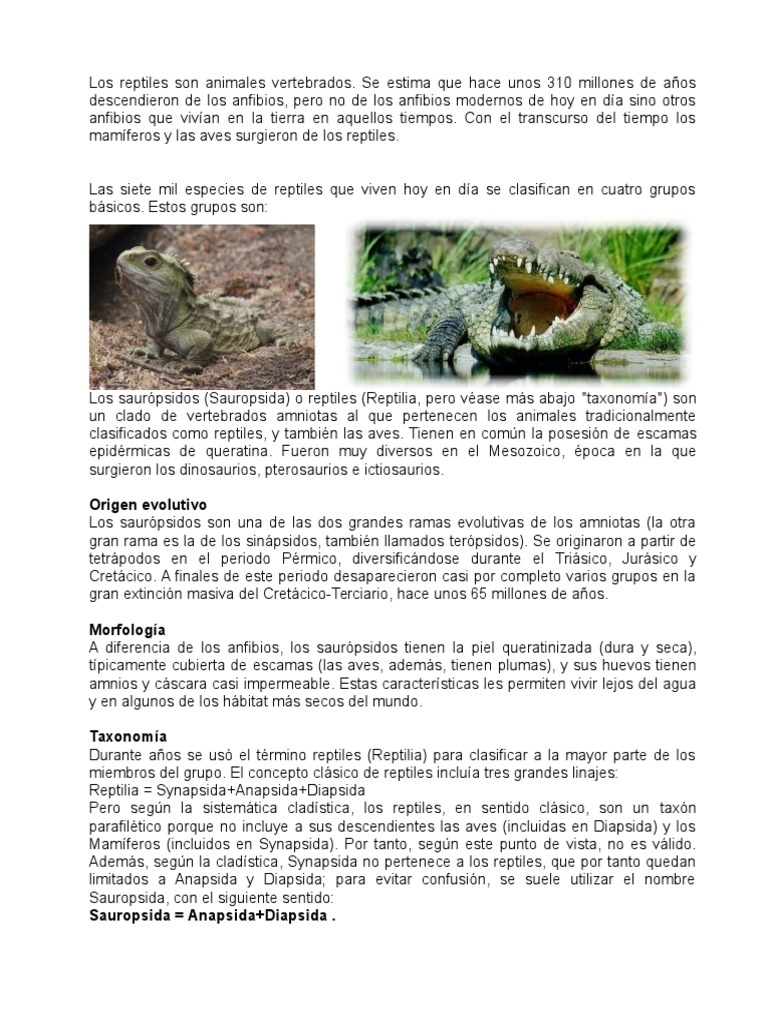 Concepto y clasificación de reptiles | PDF | Reptil | Amniotes