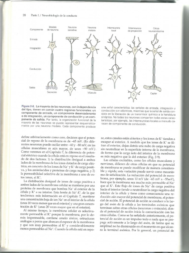 Principios de Neurociencia - Kandel | PDF