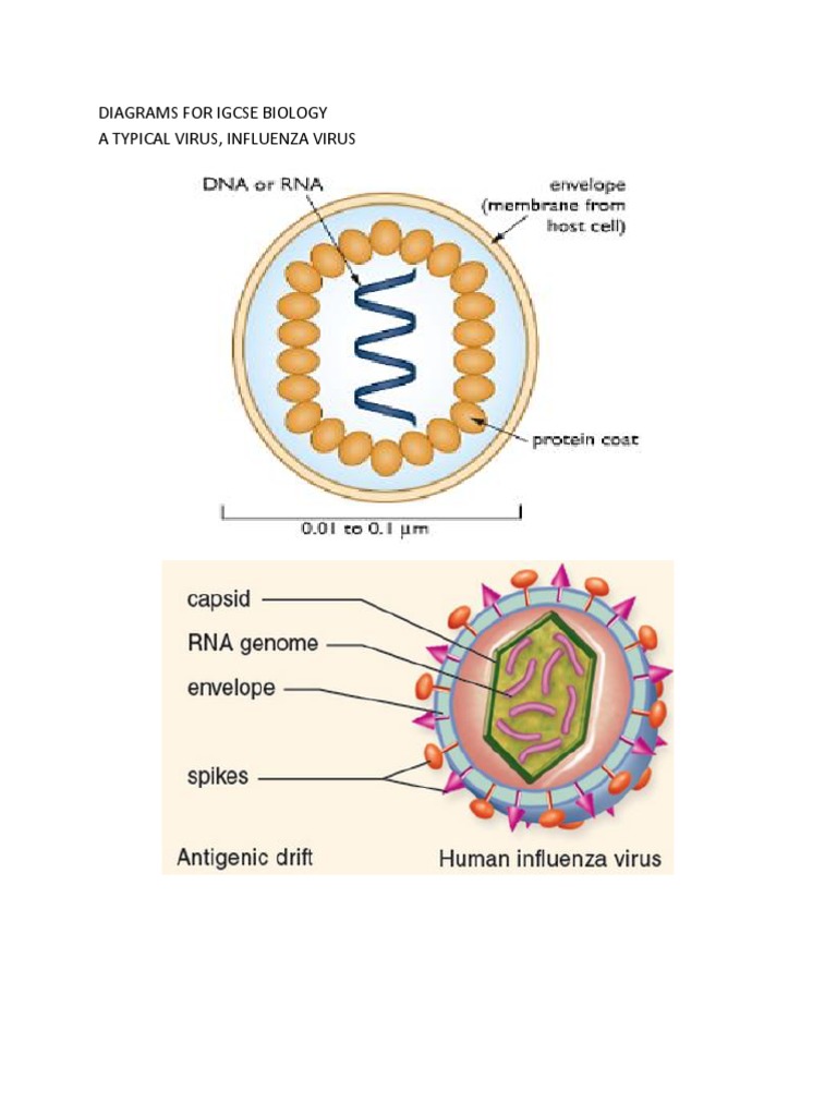 Diagrams For Igcse Biology | PDF | Science & Mathematics