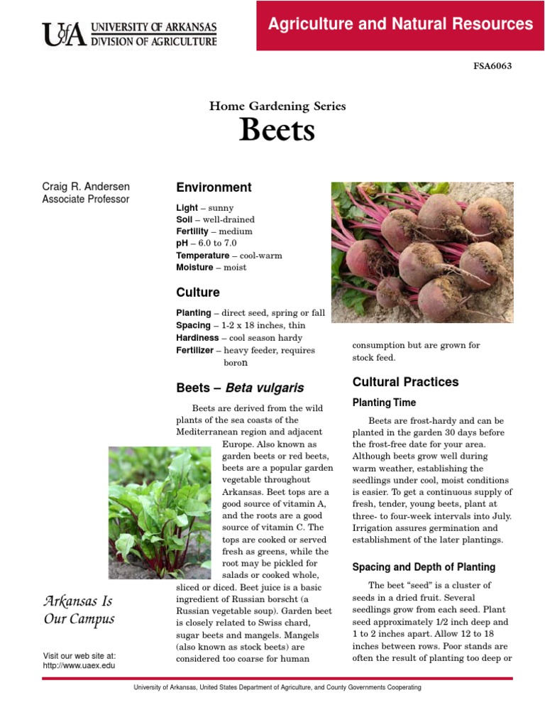 Growing Beets: A Guide to Cultivating Beet Crops Through Optimal ...