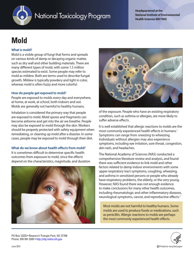 What Is Mold?: Headquartered at The National Institute of Environmental ...